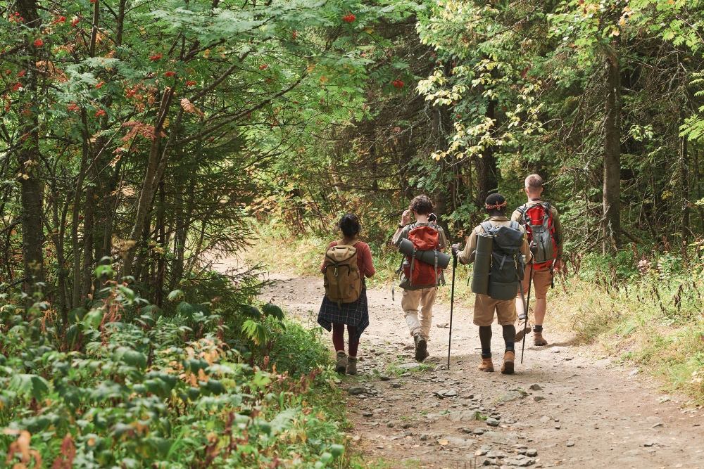 Mejores paseos y rutas por el bosque para disfrutar andado